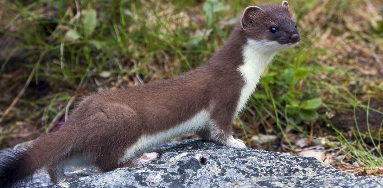 Belette ou fouine : Comment faire la différence ? - Le blog du savoir