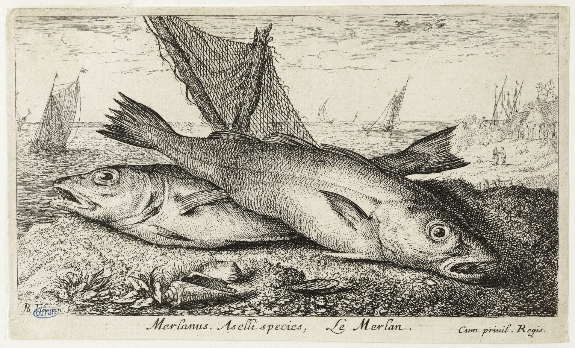 Quelle est la différence entre merlan et merlu ? - Le blog du savoir