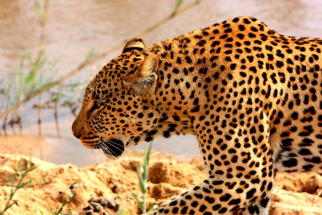 Léopard, Guépard Et Jaguar : Quelle Est La Différence ? - Le blog du savoir